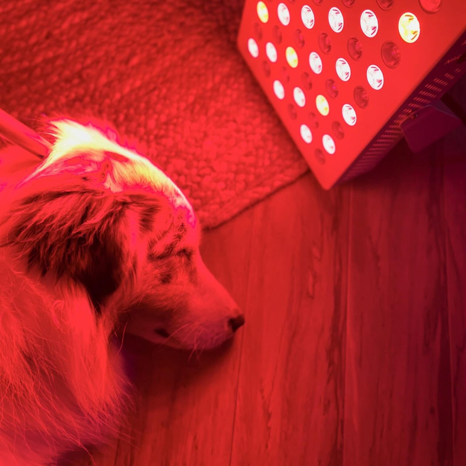Red Light Therapy for Dogs with IVDD: A Complete Guide for Pet Owners ...